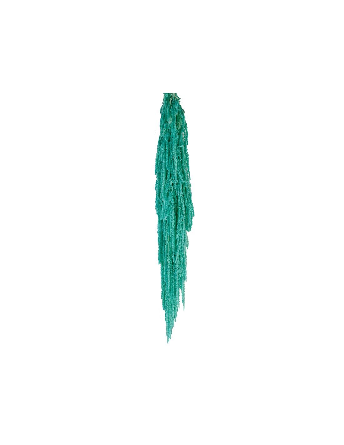 Flor Preservada Amaranthus | Mundo Flor